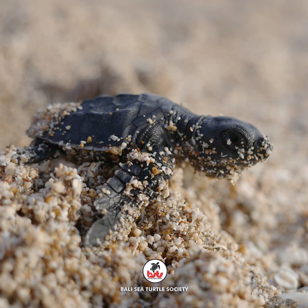 Bali Sea Turtle Society – Kuta 海龜保育 OK – NeverneverLand in Bali 你的忘憂地