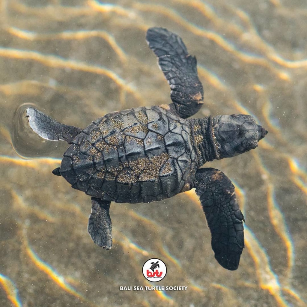 Bali Sea Turtle Society – Kuta 海龜保育 OK – NeverneverLand in Bali 你的忘憂地